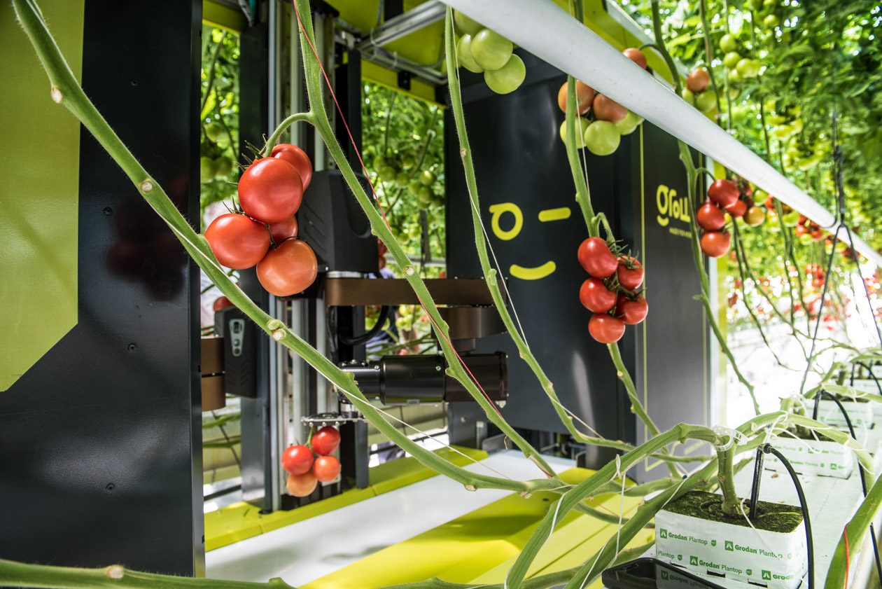 Exploring the GRoW Tomato Harvesting Robot: 20 Key Insights