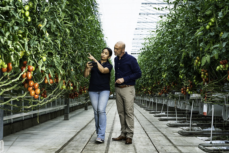 The benefits of a greenhouse climate computer explained in 500 words